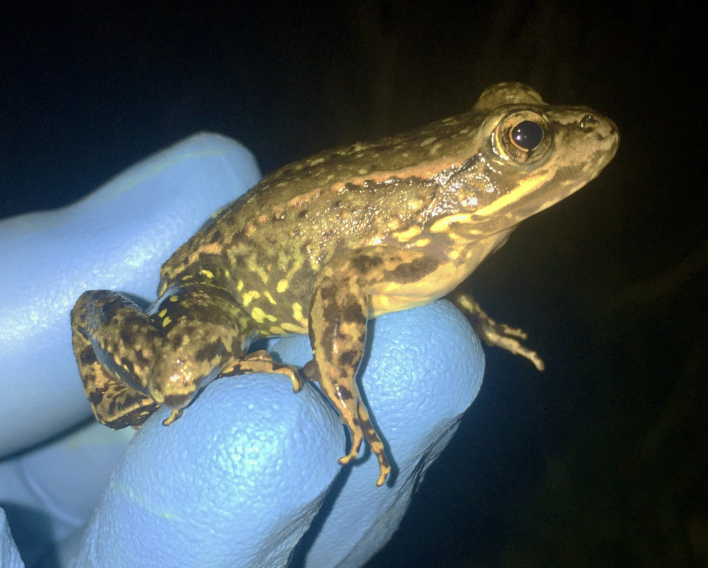 California Red-legged Frog in September 2021 by jqrichmond · iNaturalist