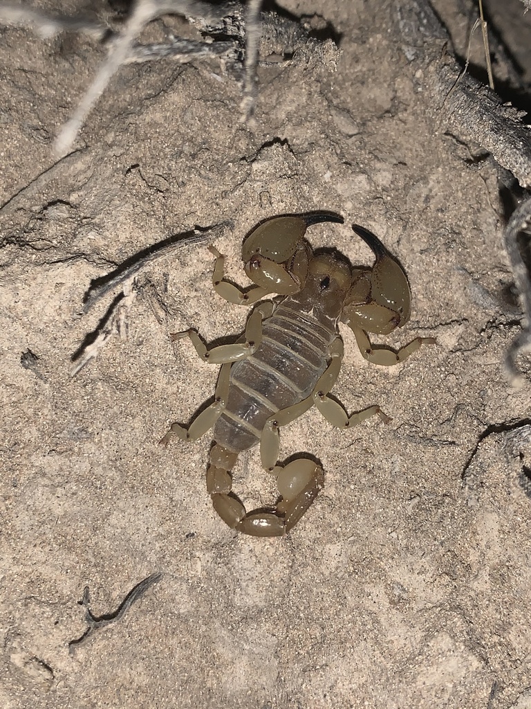 Eastern Swollenstinger Scorpion from Tule Springs Fossil Beds National ...