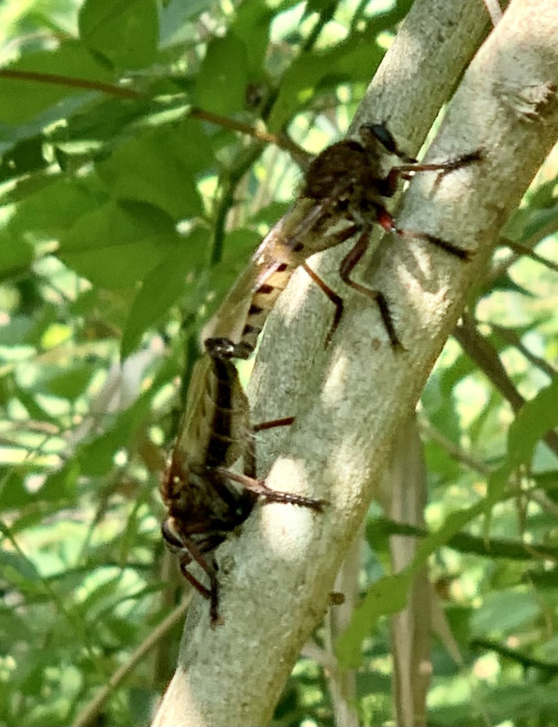 Promachus hinei from SR-598, Crestline, OH, US on September 03, 2021 at ...
