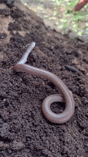 Darwin's Ringed Worm Lizard (Amphisbaena darwinii) - Snakes and Lizards