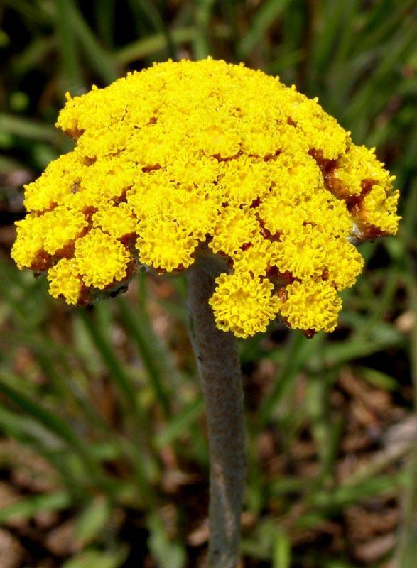 Helichrysum dasymallum from Malolotja Nature Reserve, near top dam ...