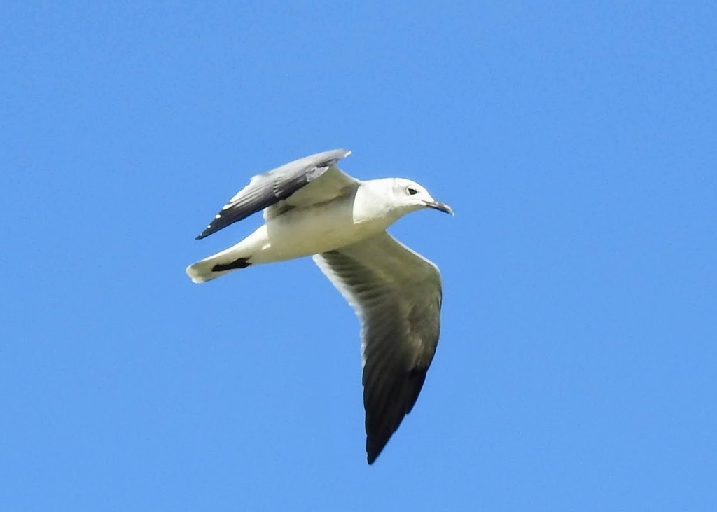 Laughing Gull from Calvert County, MD, USA on September 04, 2021 at 03: ...