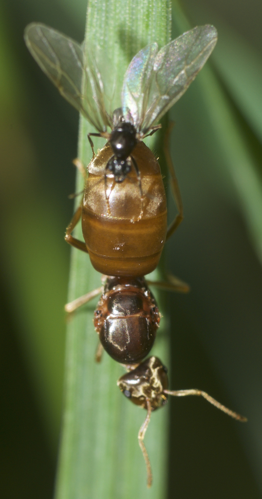 Turfgrass Ant from Crystal Bay - Lakeview Park - Britannia Village ...