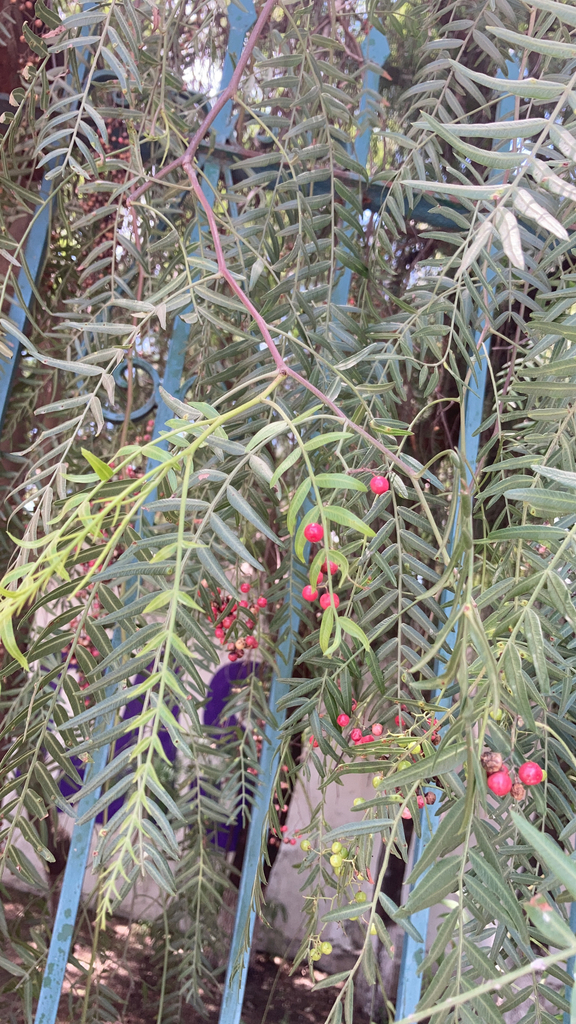 Peruvian Pepper Tree from Tequisquiapan on September 5, 2021 at 01:39 ...