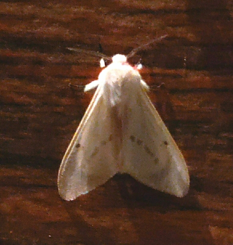 Lemyra rubidorsa · iNaturalist
