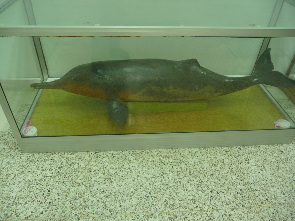 Baiji (Lipotes vexillifer) - Know Your Mammals