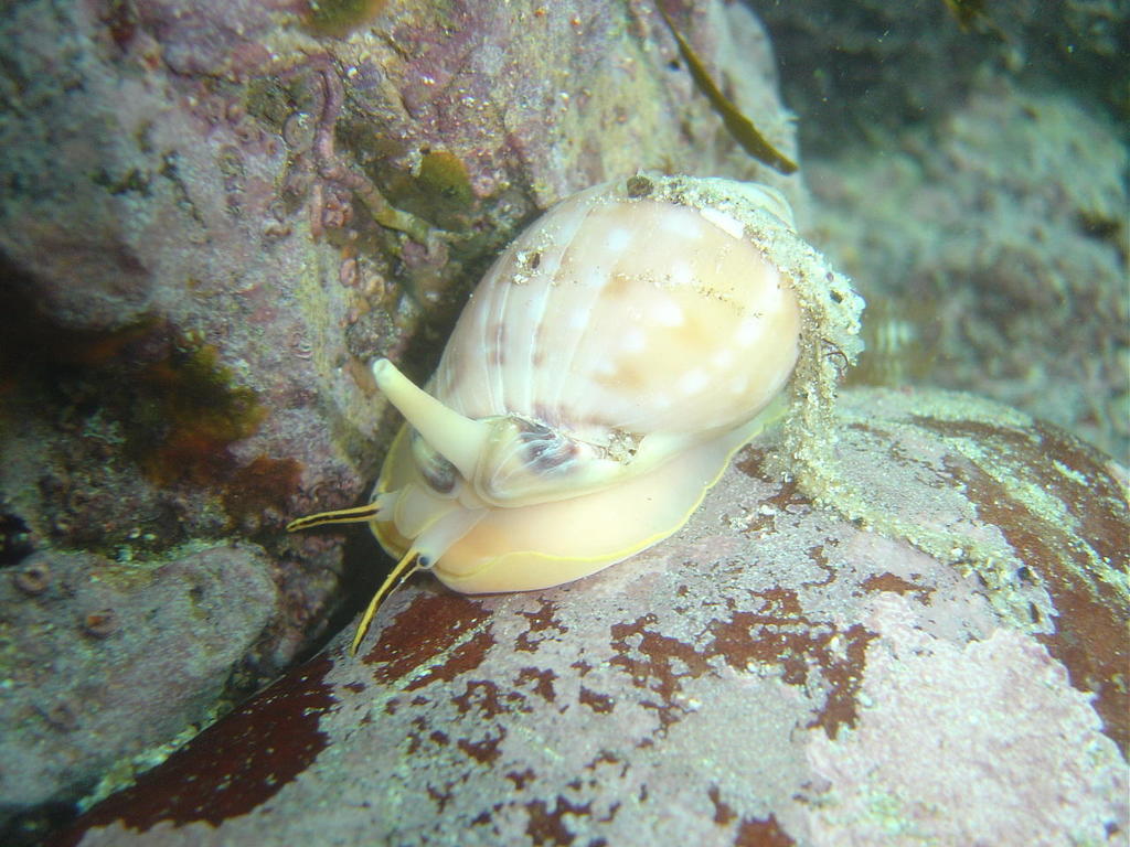 Semicassis zeylanica from A-Frame: Location representative of dive site which extends about 50m ...