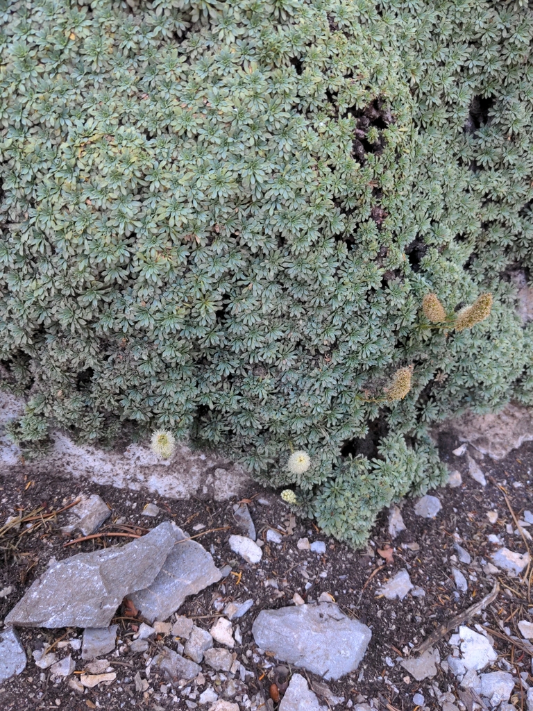 mat rock spiraea from Mount Charleston on September 5, 2021 at 12:50 PM ...