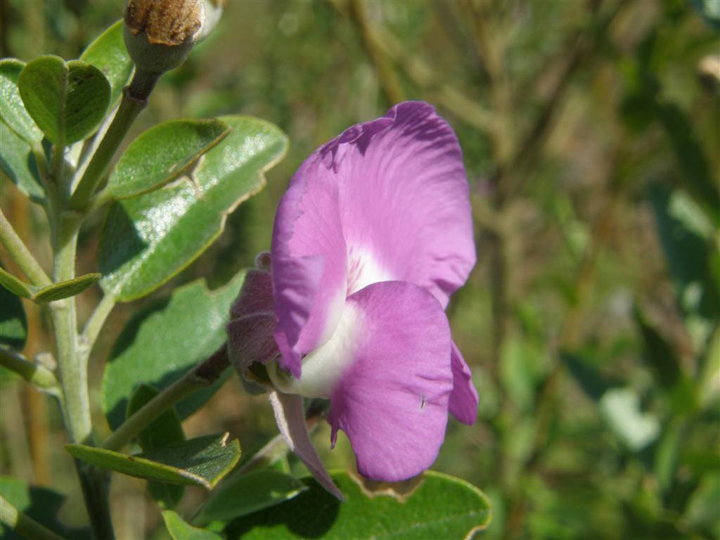 Water blossom pea from Greyton Nature Reserve on August 18, 2014 by ...