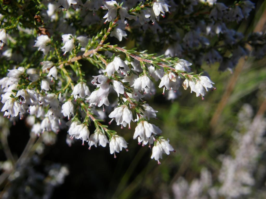 Erica floccifera from Greyton Nature Reserve, Tiergat on August 24 ...