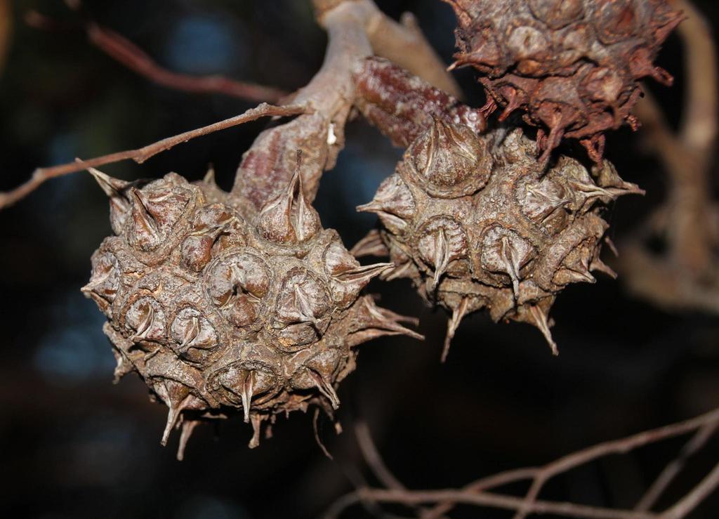 spider gum (Eucalyptus conferruminata) - Botanical Realm