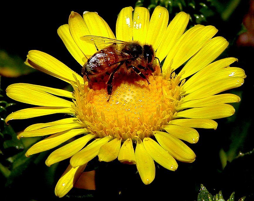 Western Honey Bee from Golden Gate Park, San Francisco, CA, USA on July ...