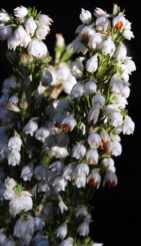 Bearded Tree Heath (Variety Erica triflora triflora) · iNaturalist