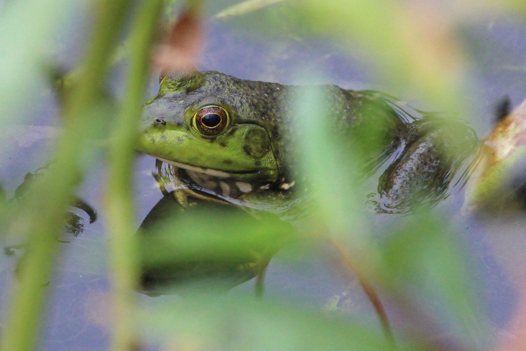 American Bullfrog from Los Angeles River @ Burbank Blvd, Los Angeles ...