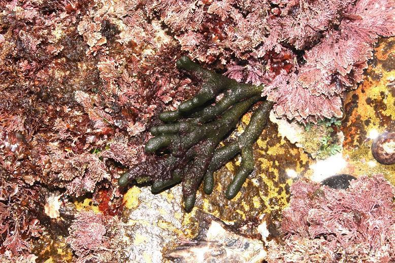 Hairy Upright Codium (Codium extricatum) - Botanical Realm