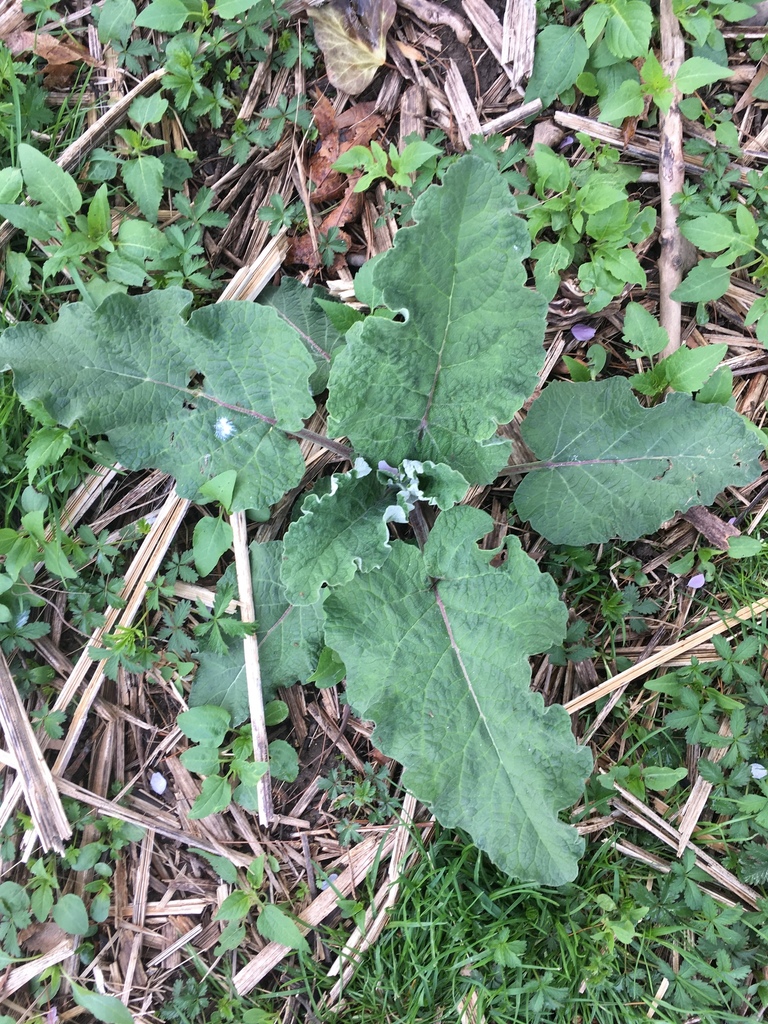 lesser burdock (Deer Grove Natural Areas Volunteers Invasive Species ...