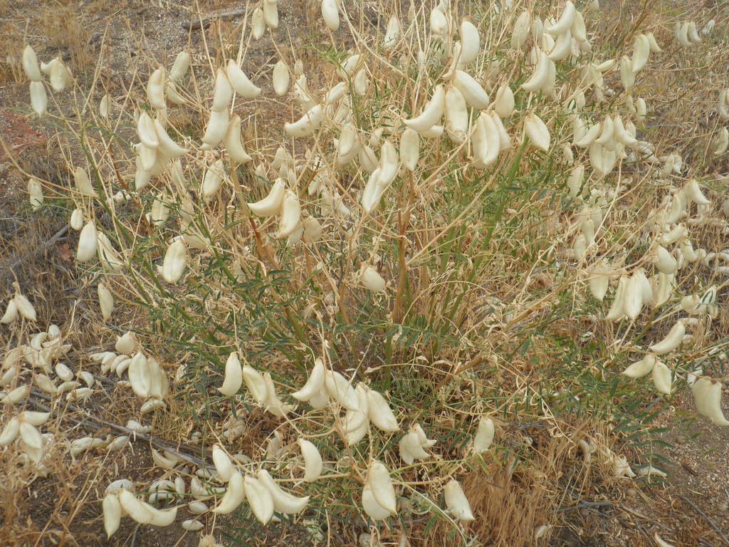 jacumba milkvetch (Astragalus douglasii perstrictus) - Botanical Realm