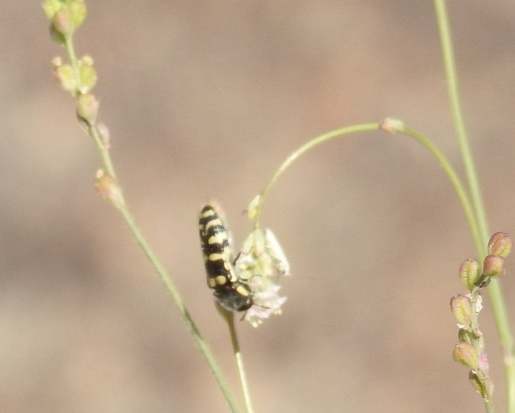 Acmaeodera alicia from Santa Rosa Wildlife Area, Riverside, California ...