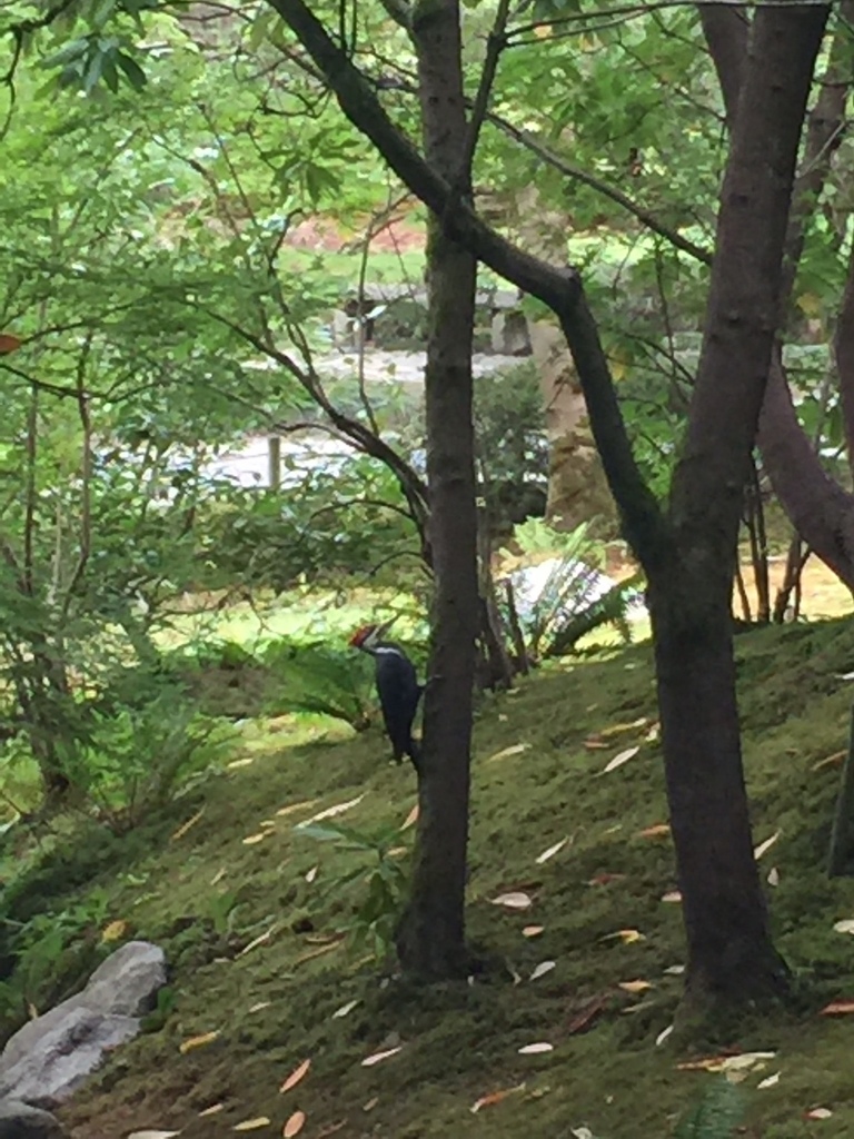 Pileated Woodpecker from Washington Park Arboretum, Seattle, WA, US on ...