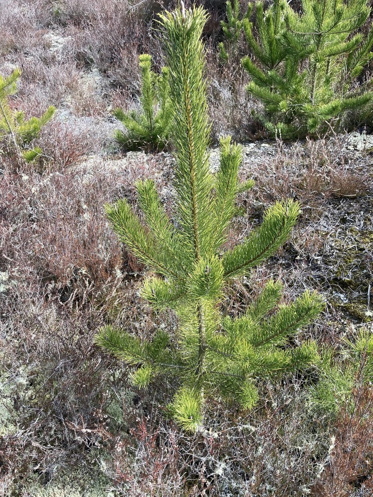 lodgepole pine from Iwitahi, New Zealand on September 5, 2021 at 01:29 ...