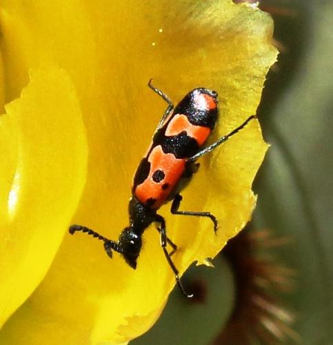 Hycleus brincki · iNaturalist