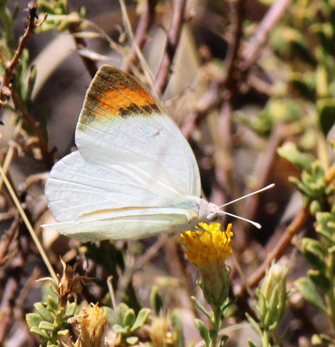 Teracolus subfasciatus Swainson, 1833