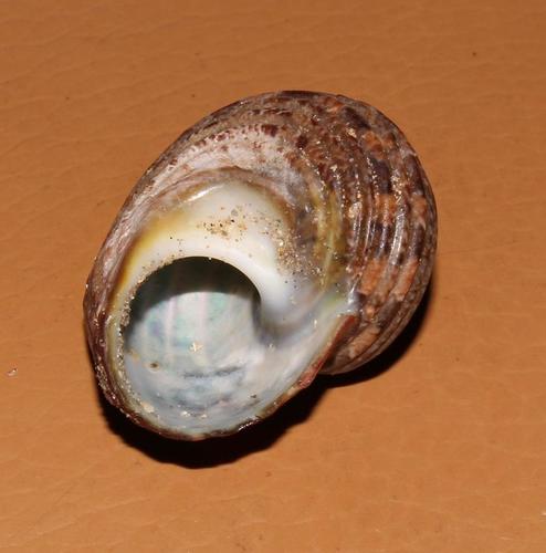 Natal Turban Shell (Subspecies Turbo cidaris natalensis) · iNaturalist