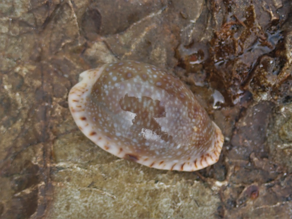 Eroded Cowry from Barcoongere NSW 2460, Australia on September 05, 2021 ...
