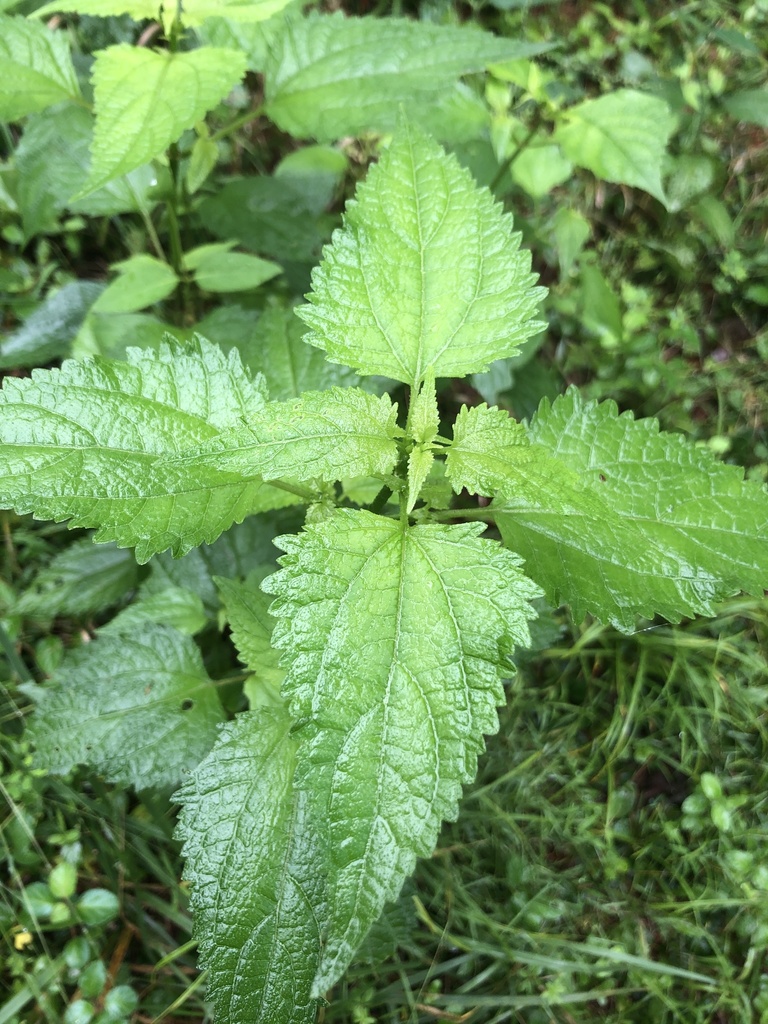 false nettle from Ohio University, Athens, OH, US on September 5, 2021 ...