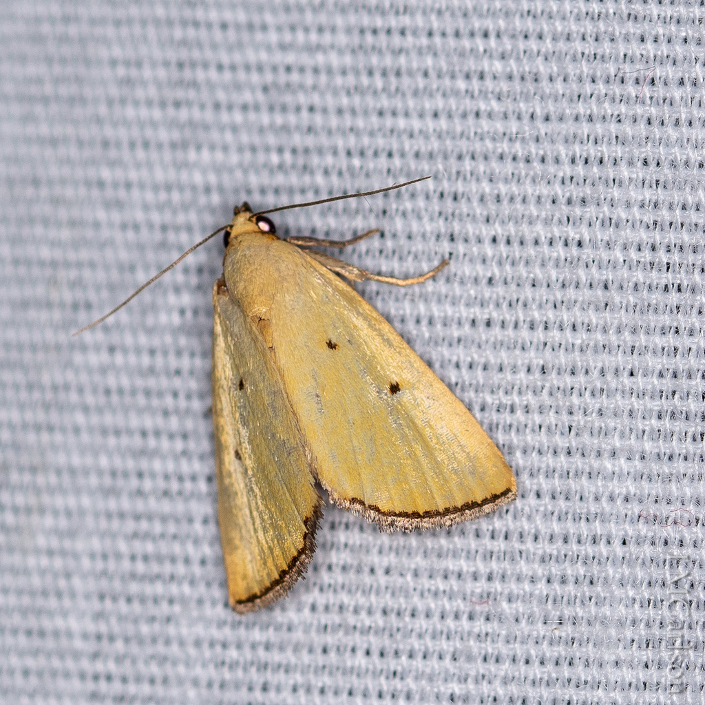Black-bordered Lemon Moth from 1507 U.S. Hwy 70A, Hillsborough, NC ...