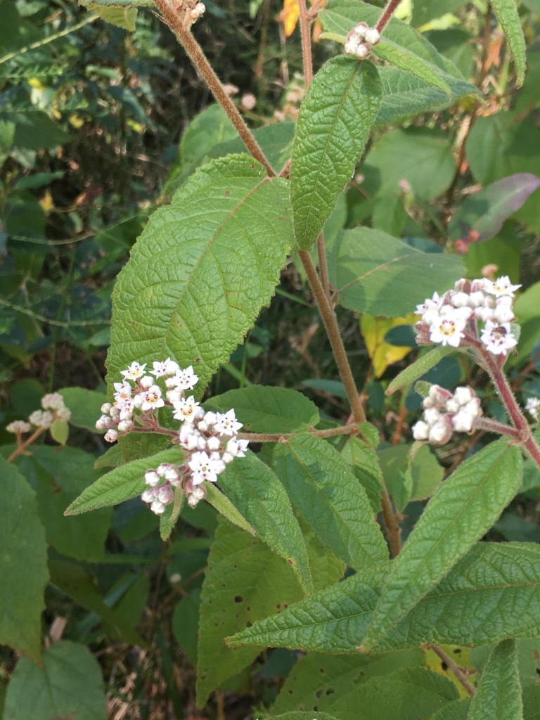 Kerrawang from Caparra NSW 2429, Australia on August 31, 2021 at 12:33 ...