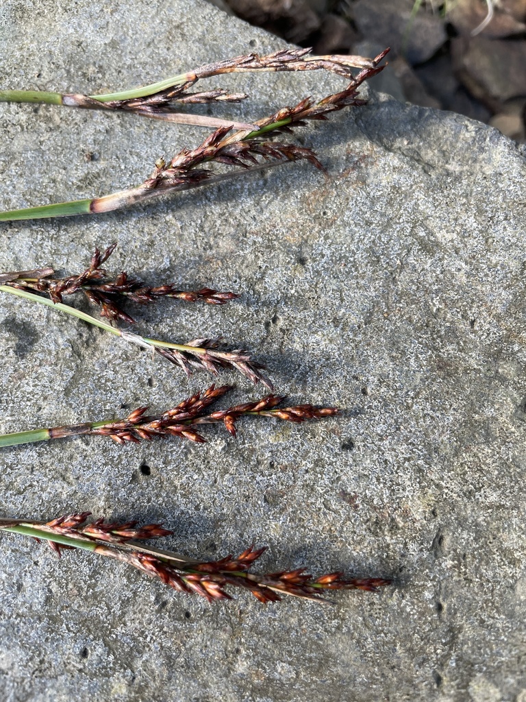 variable sword-sedge (Flora on K'gari) · iNaturalist