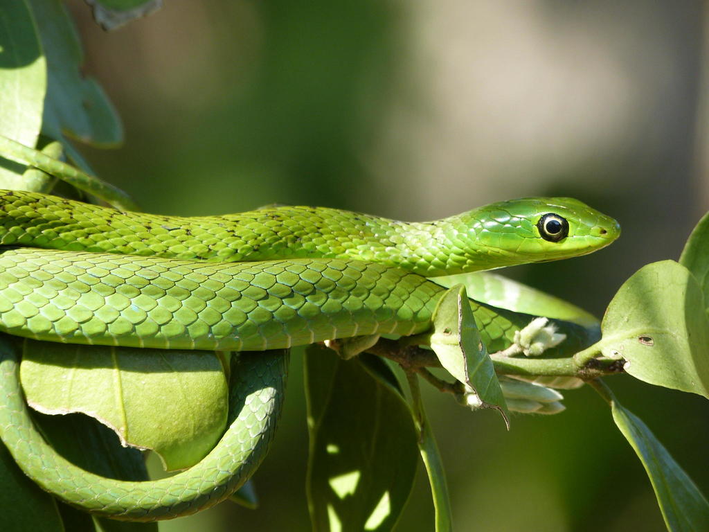 Eastern Green Snake (Fishes, Frogs and Reptiles of the Mfolozi River ...
