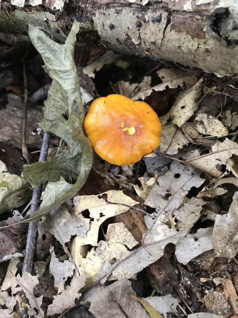 Yellow Patches from Marshall County, IN, USA on August 20, 2021 at 03: ...