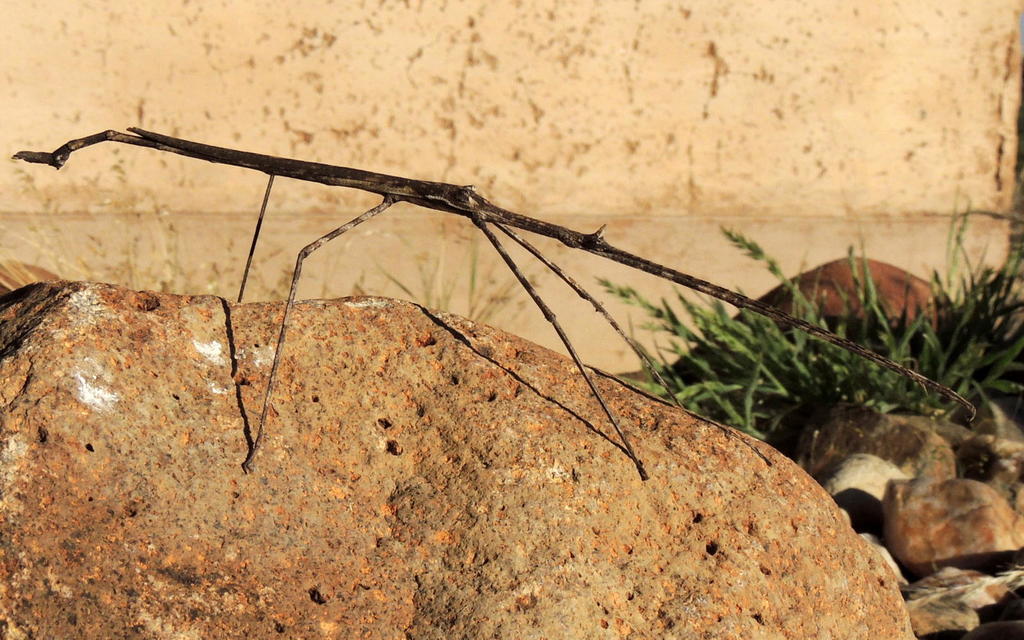 Short Horn Giant Stick Insect from Ai Aiba: Regional only from 3rd ...