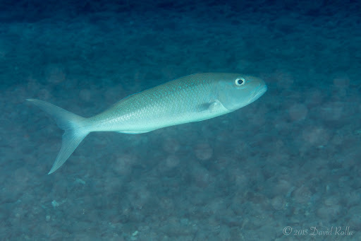 Green Jobfish (Aprion virescens) - Marine Life Identification