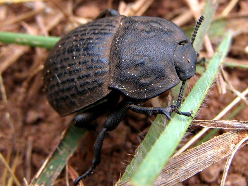 Barberton Armoured Darkling Beetle (Tenebrionidae (Darkling Beetles) of Southern Africa ...