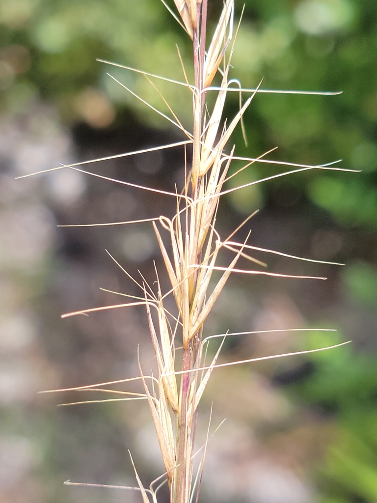 Southern Wiregrass (Plants of the Florida Sandhill) · iNaturalist