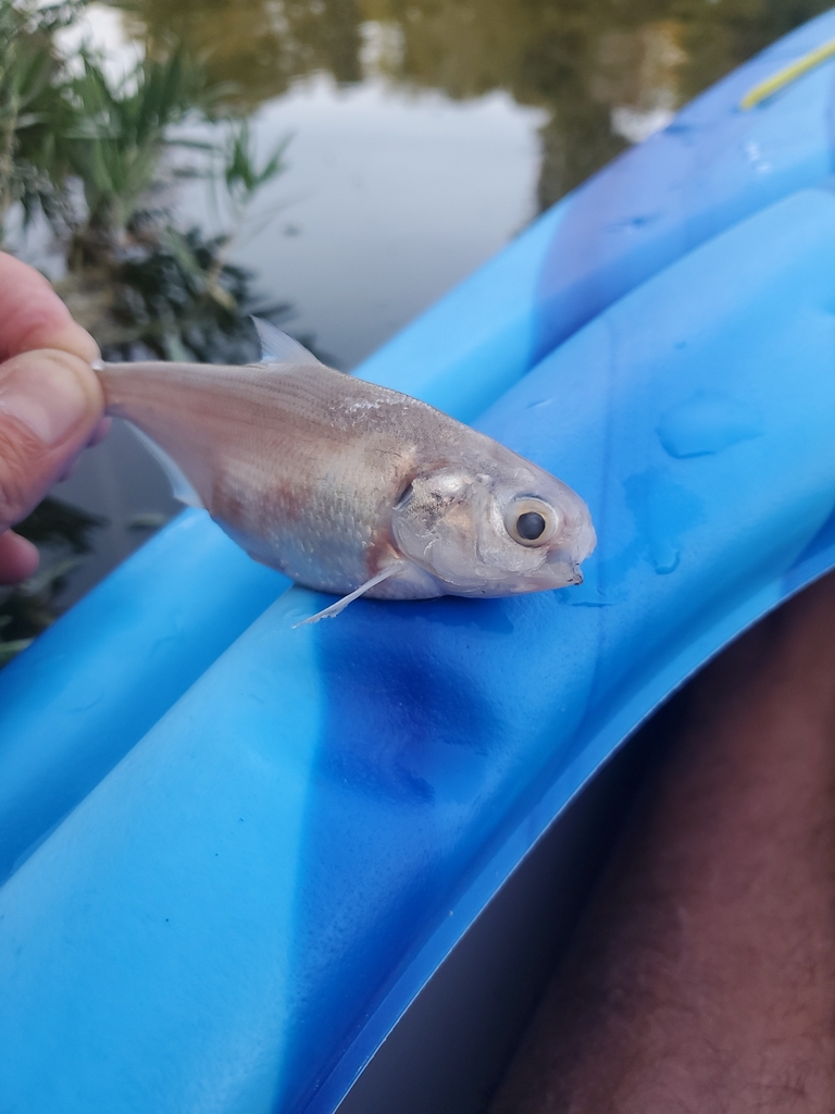 American Gizzard Shad from Travis County, US-TX, US on September 05 ...
