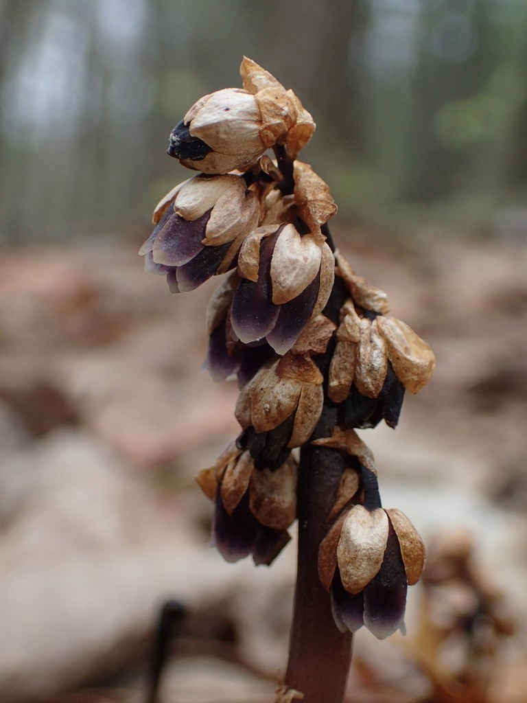 monotropes (Monotropoideae) - Botanical Realm