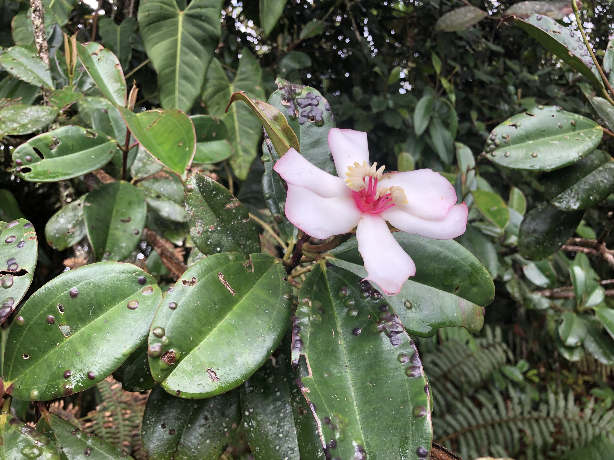 Blakea quadrangularis Triana