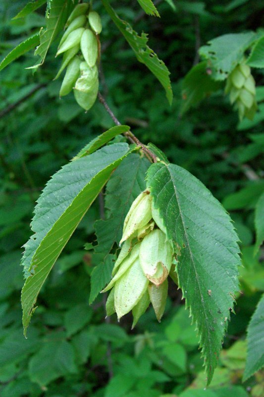 Palos de fierro o carpes lupulinos (Buds, Leaves, and Global Warming ...