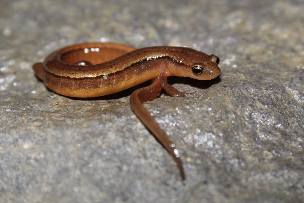 Blue Ridge Two-lined Salamander (Salamanders of Blount County Tennessee ...