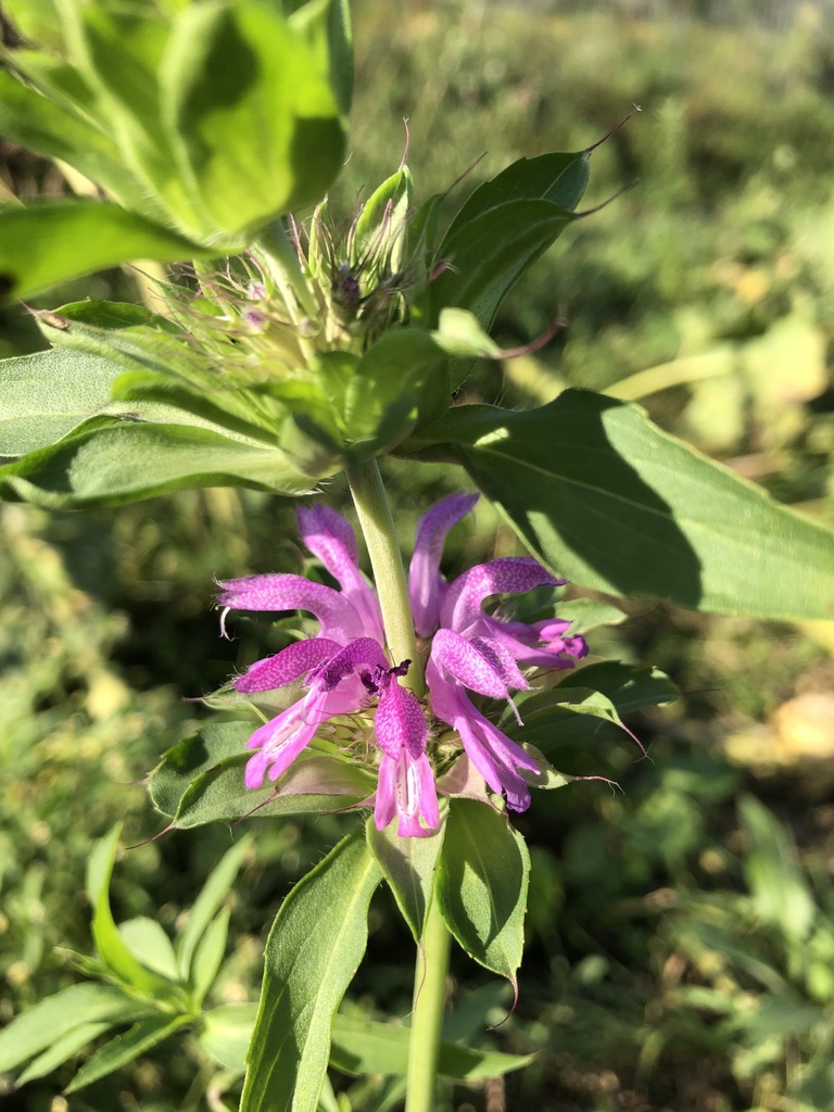 lemon beebalm in September 2021 by psssssst · iNaturalist