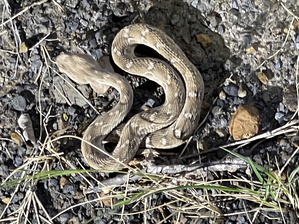 Saw-scaled Viper from Nakhatrana, Kachchh, GJ, IN on September 05, 2021 ...