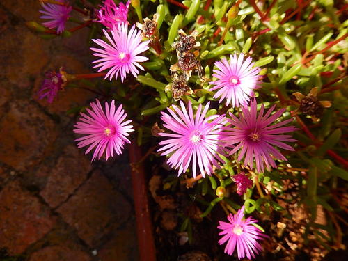 Lampranthus prominulus · iNaturalist
