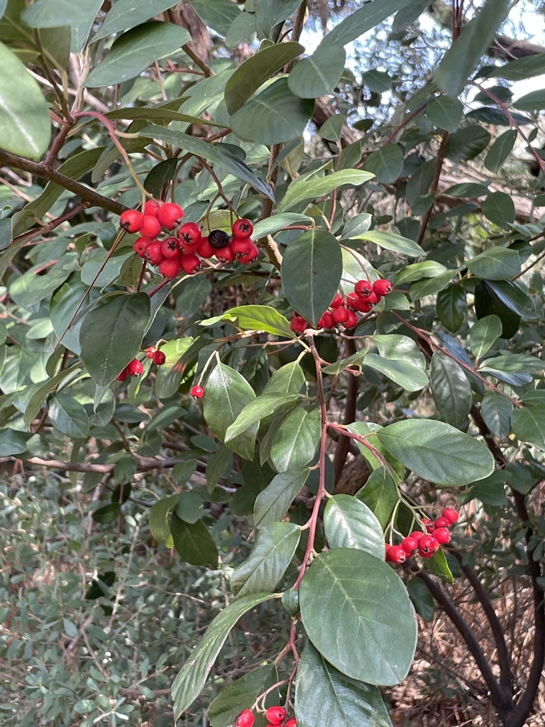 Bright bead cotoneaster from Sanders Road, Frankston South, VIC, AU on ...