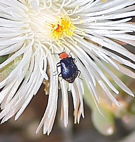 Subspecies Phyllobolus splendens splendens · iNaturalist