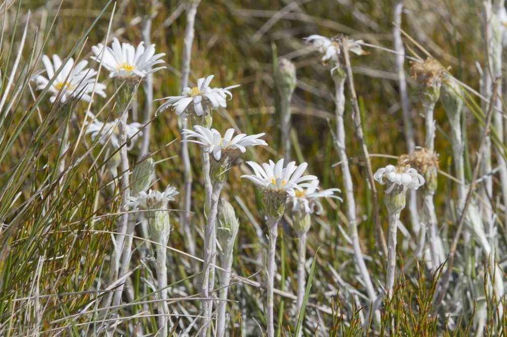mountain daisies from Mount Buffalo, VIC on December 22, 2012 by ...