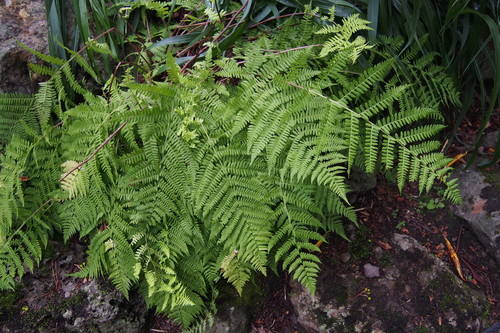 Athyrium brevifrons · iNaturalist